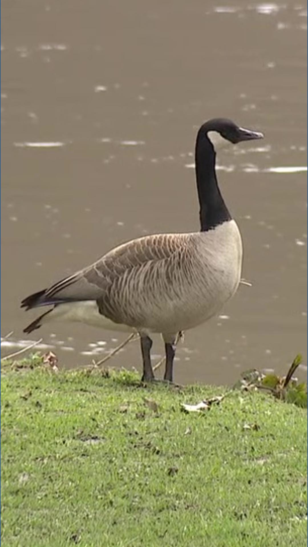 Bird flu found in dead geese at 2 southwest Iowa state parks ...