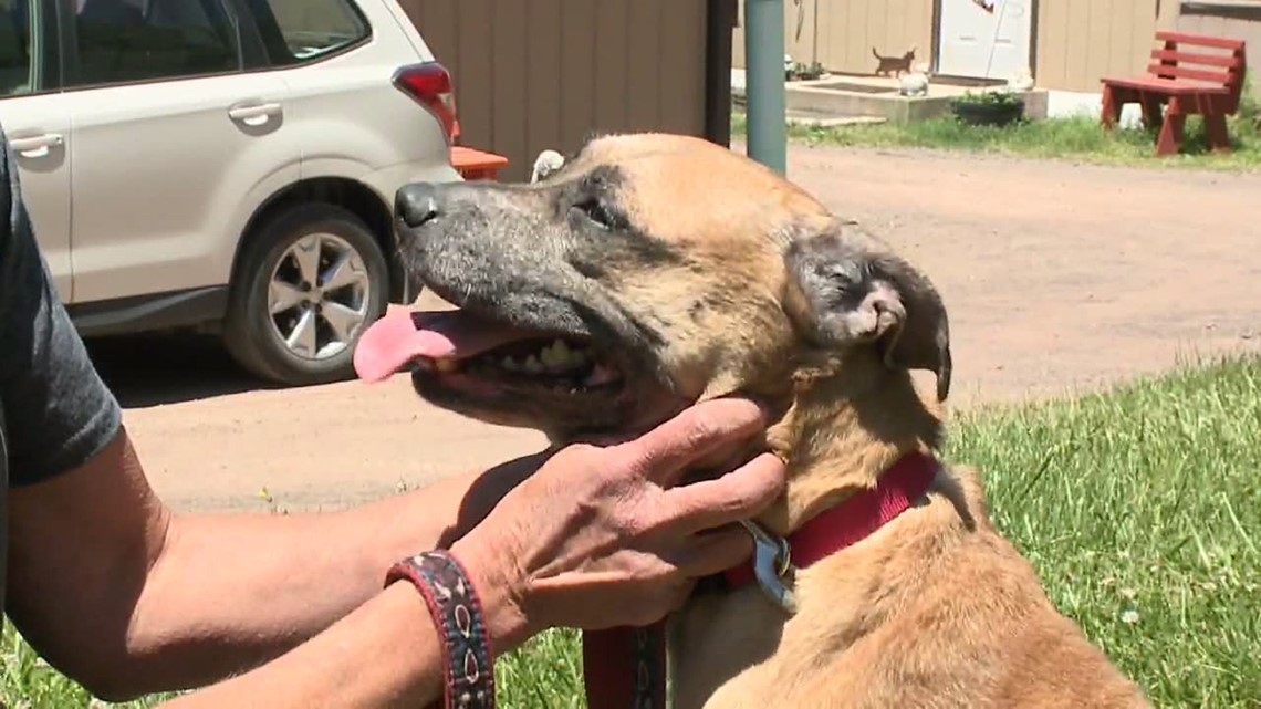 Help Find Dog’s Owners | wnep.com