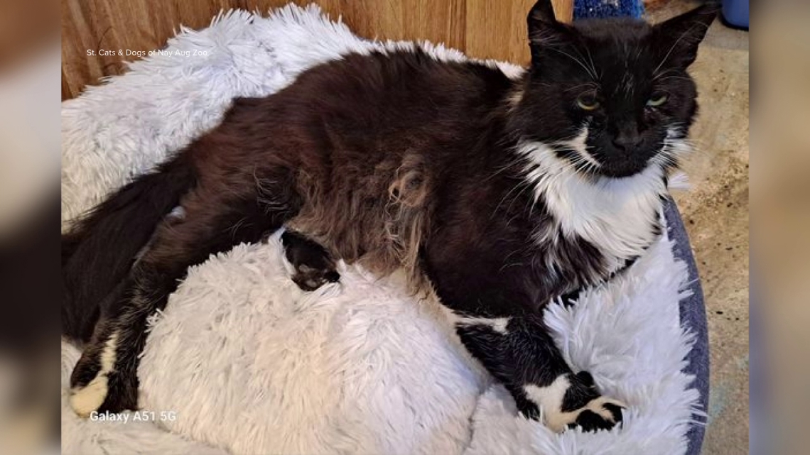 Lost cat found safe in Scranton | wnep.com