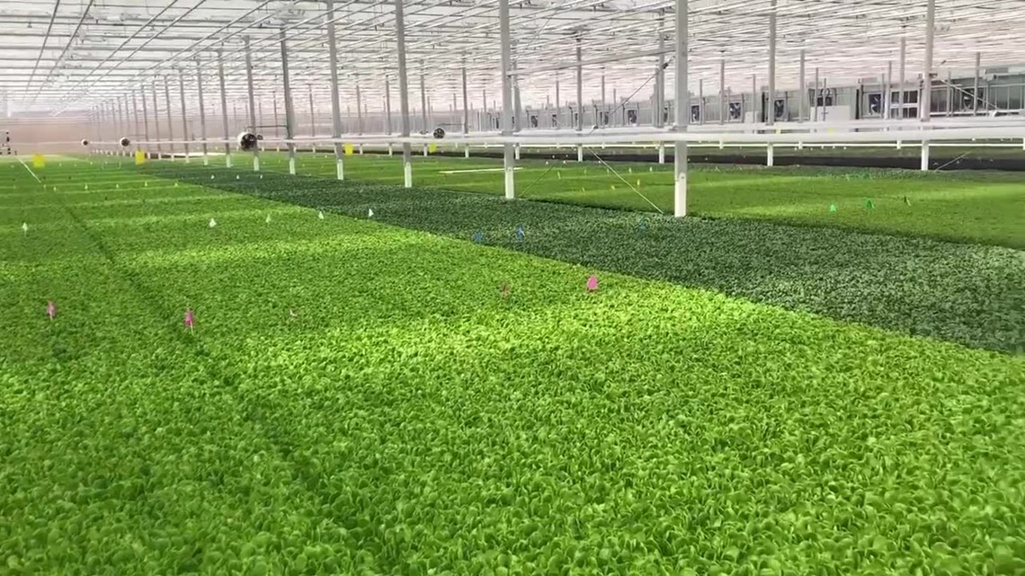 Power To Save: BrightFarms virtual tour | wnep.com