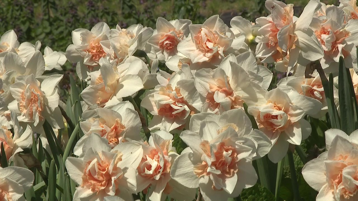 Lycoming County farmer getting ready for spring flower growing season ...
