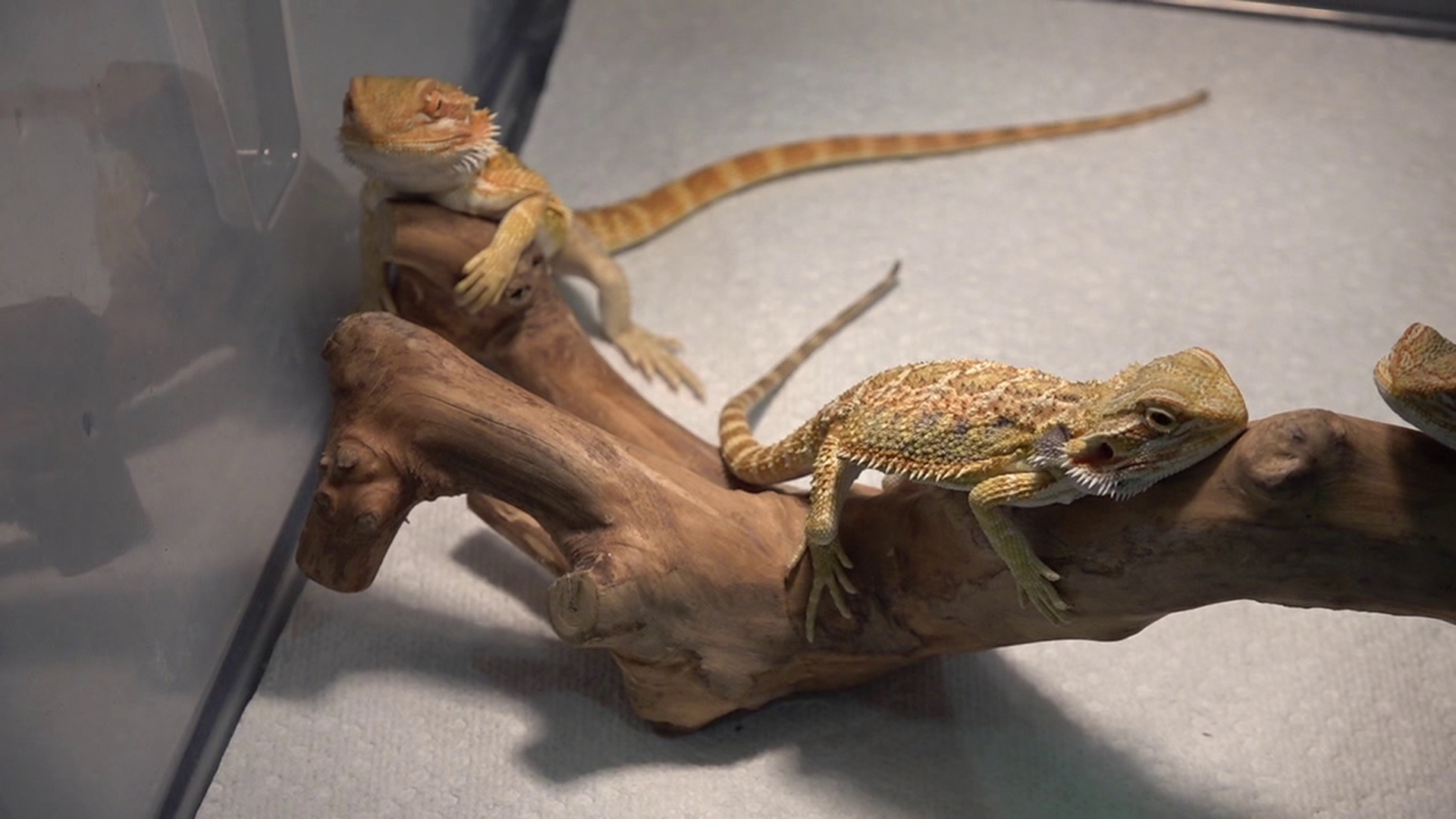 Slithering to success as Electric City reptile expo returns to ...