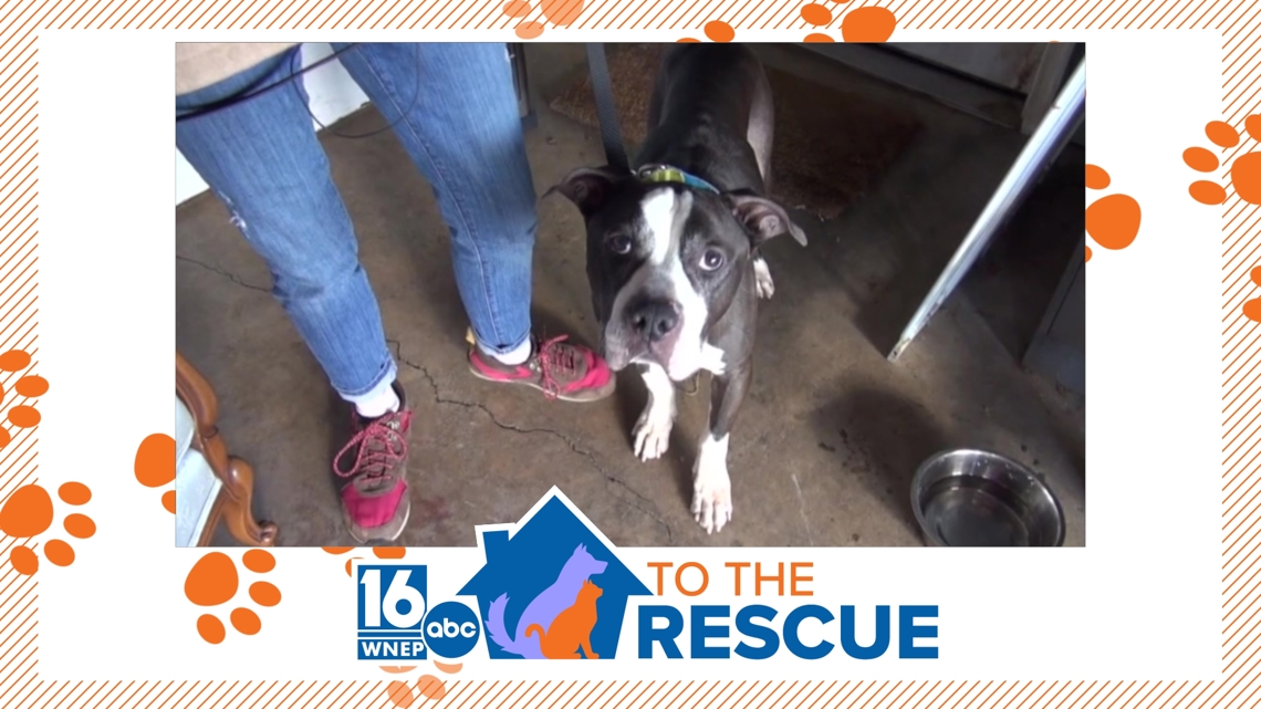 16 To The Rescue: Max | wnep.com