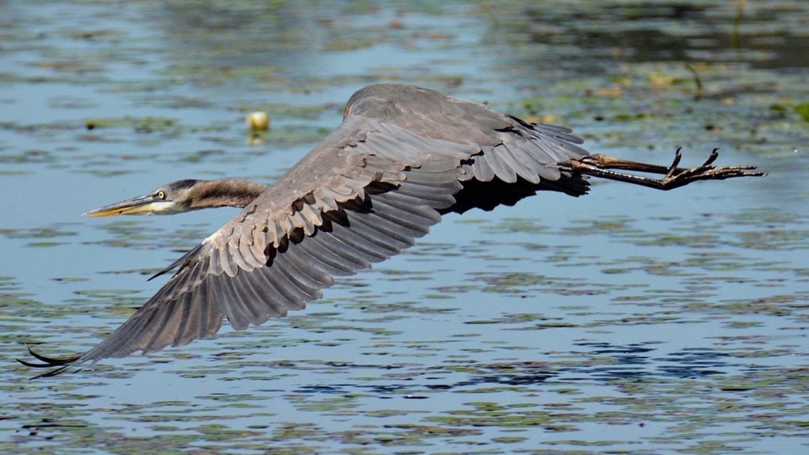 Autumn wings in the PhotoLink Library | wnep.com