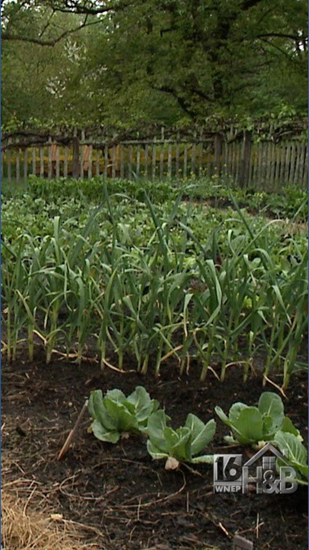 Get Garden Inspired! Planting Ideas For Your Vegetable Garden | wnep.com