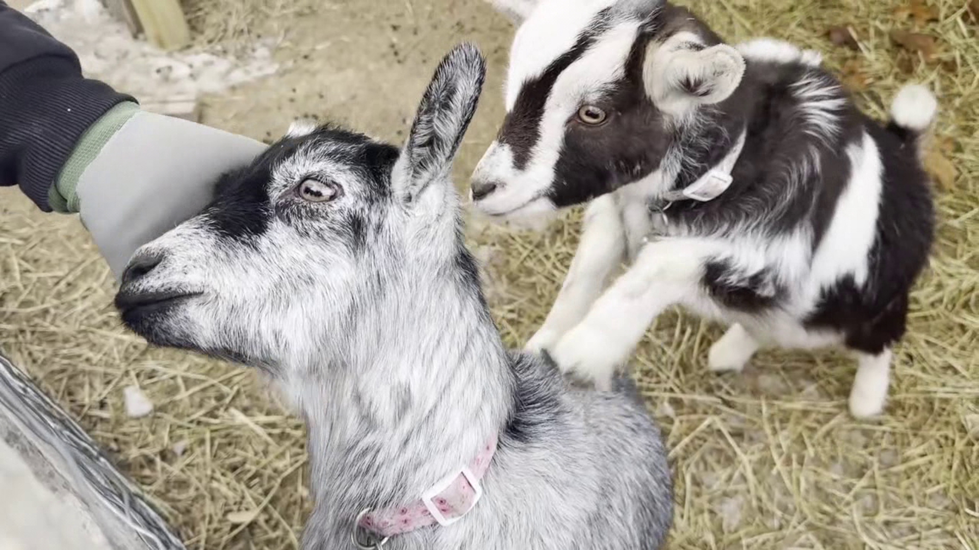 Farm in Snyder County seeks Christmas tree donations for goats | wnep.com