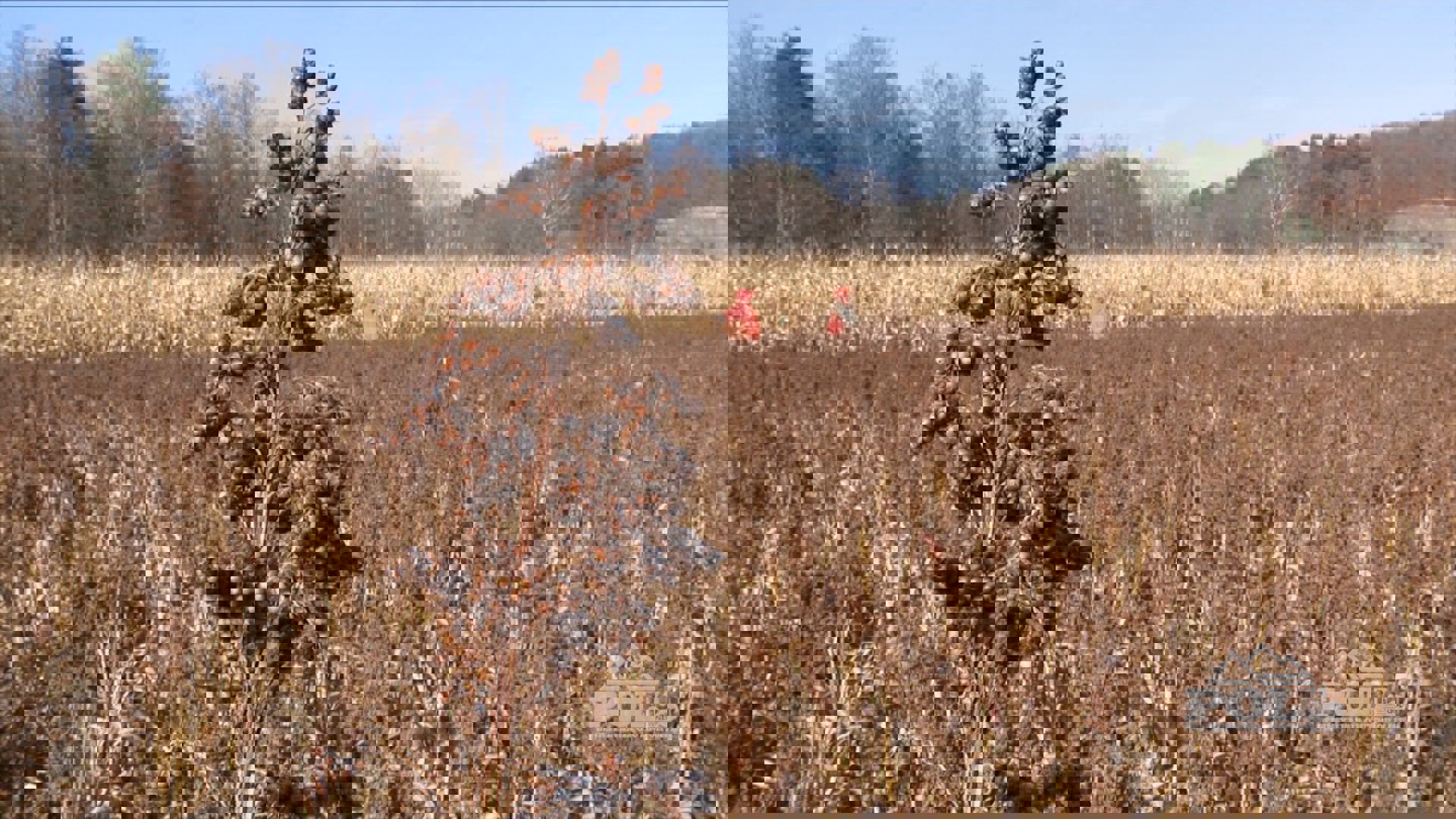 Shadduck Valley Game Birds | wnep.com