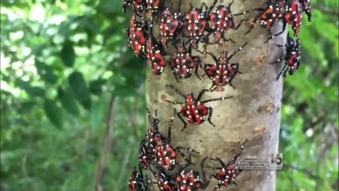 Spotted Lanternfly Invasion | wnep.com