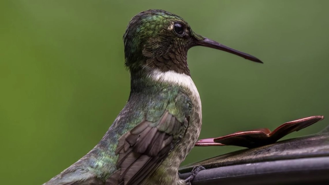 A look at summer's best - PhotoLink Library | wnep.com