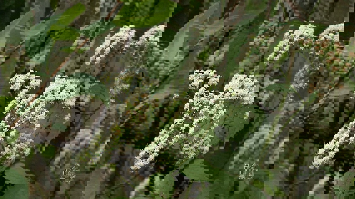 Weed Of The Week: White Snakeroot | wnep.com