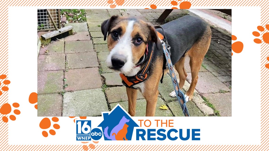 16 To The Rescue: Carter, Friends with Paws Pet Rescue | wnep.com