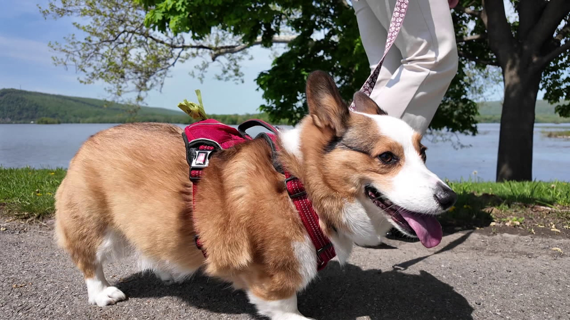 Coffee with Corgis event returning to Sunbury | wnep.com