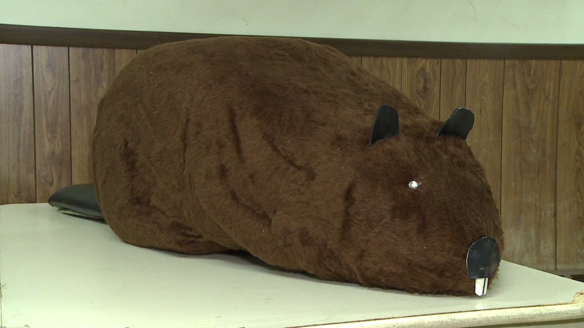 Getting Ready for the Beaver Drop! | wnep.com