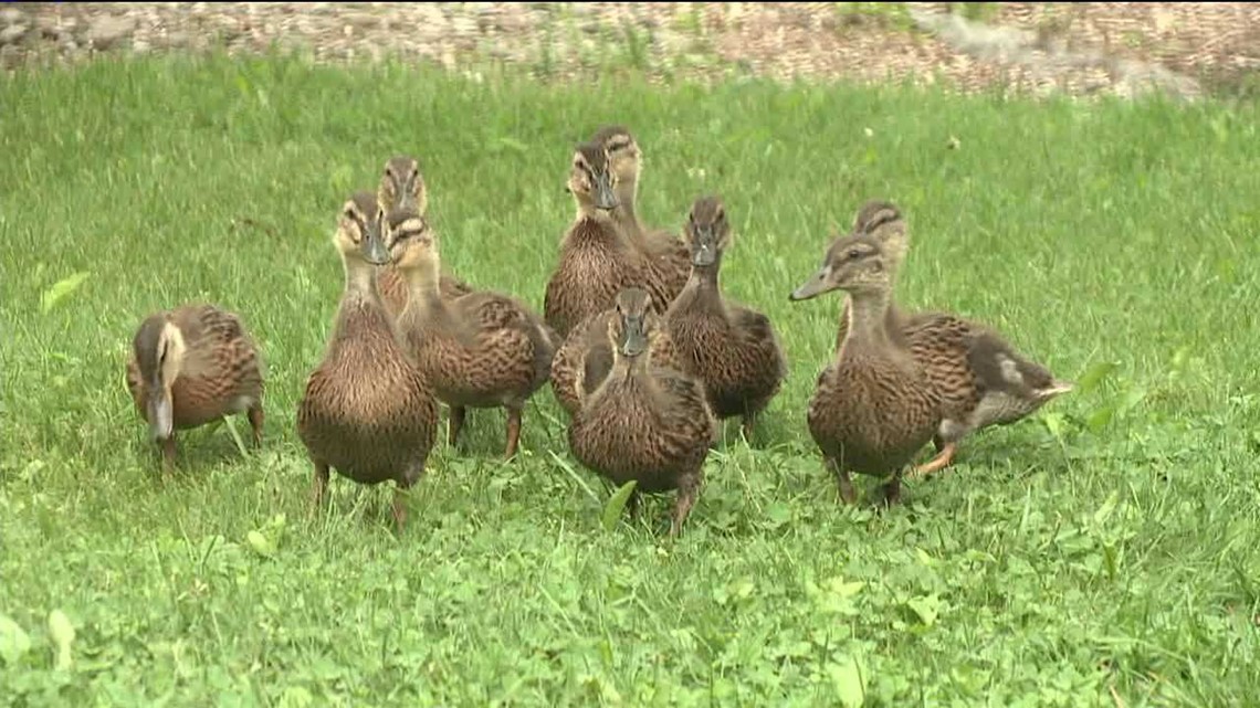 Duck Release Day In School | wnep.com