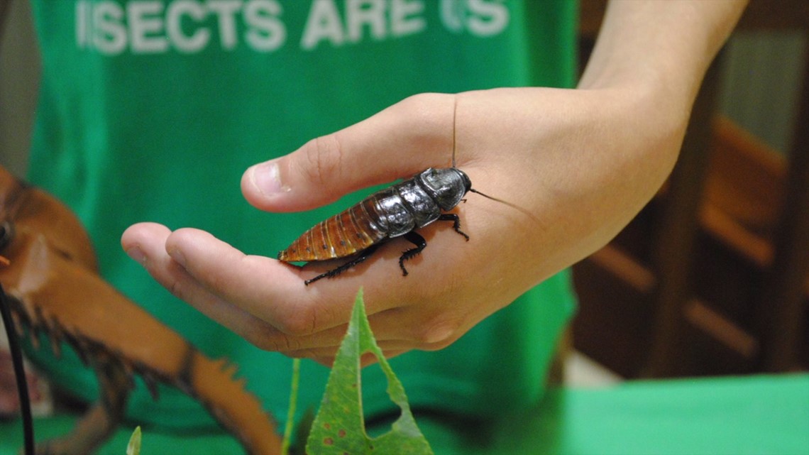 Bug Fest: A Celebration of Insects | wnep.com