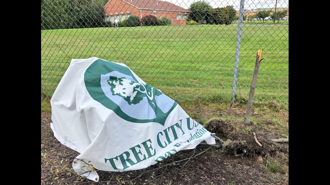 Vandals Destroy Shade Trees in Carbondale | wnep.com