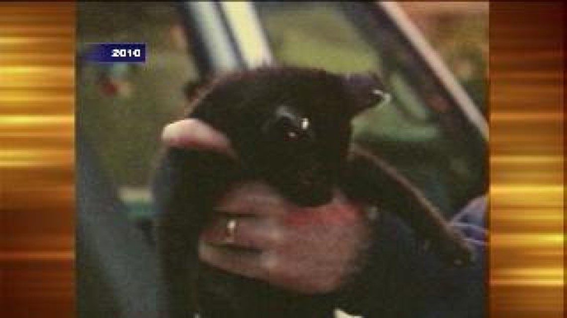 2010: Goth Kittens | wnep.com
