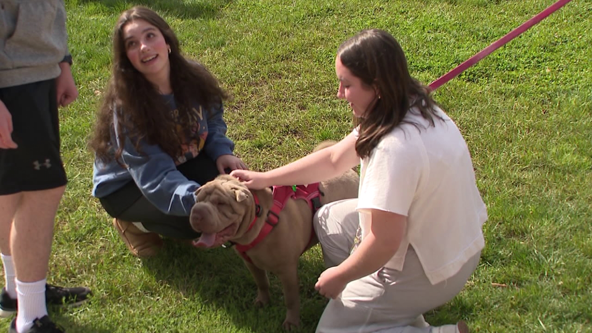 University of Scranton hosts pet therapy day for students | wnep.com