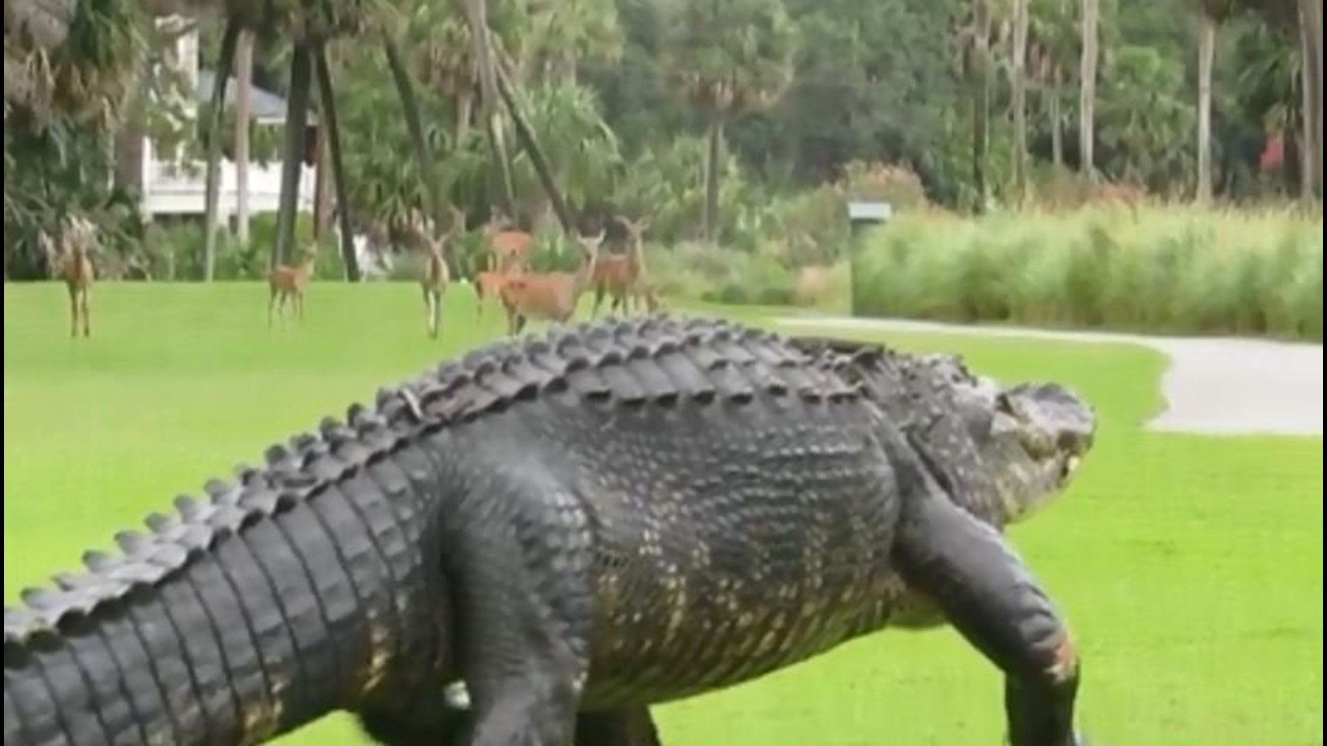 Massive Alligator Turns Heads during Stroll on South Carolina Golf ...