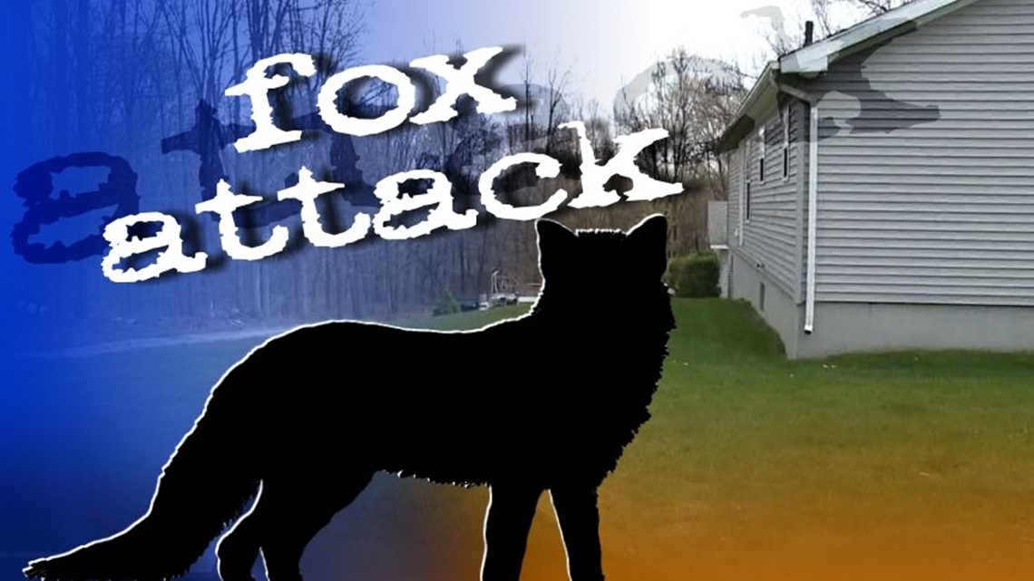 Fox Attacks At Least Two People Near Hazleton | wnep.com