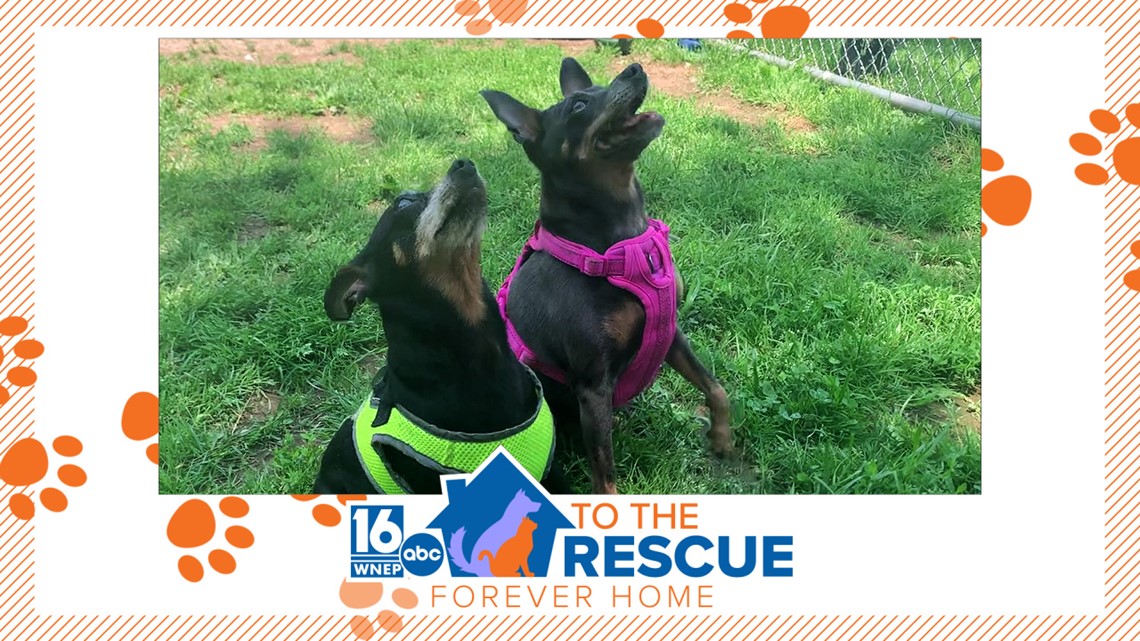 16 To The Rescue: Xena and Oden | wnep.com
