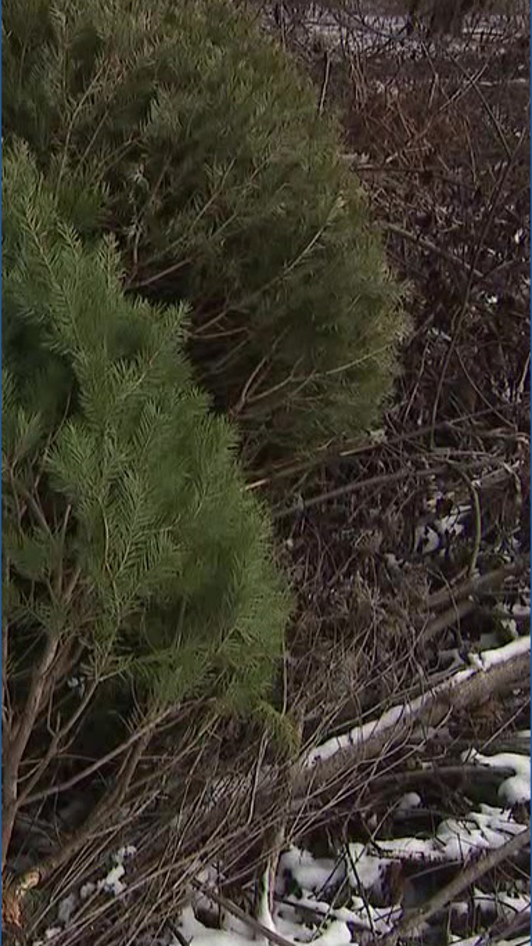 Unwanted Christmas trees find new life at Carbon County Environmental ...
