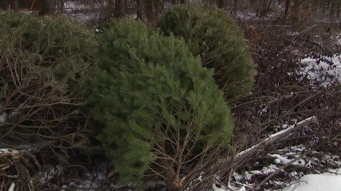 Unwanted Christmas trees find new life at Carbon County Environmental ...