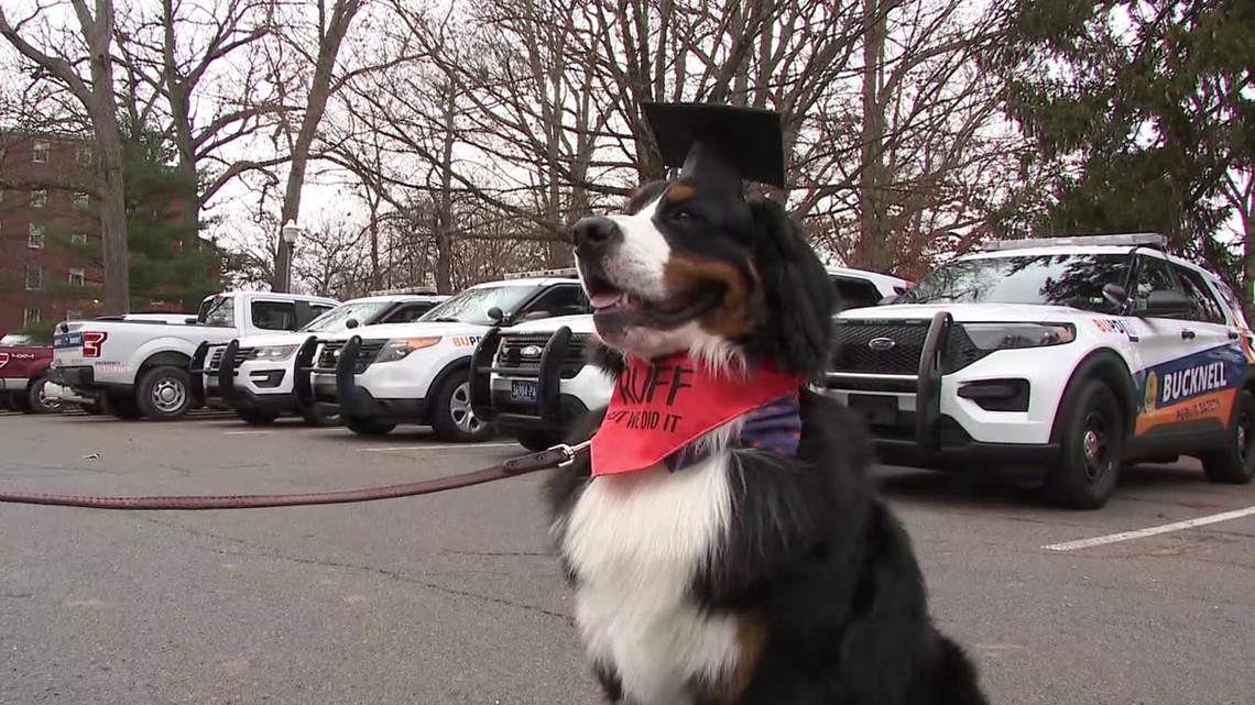 New therapy dog offers a helping paw | wnep.com