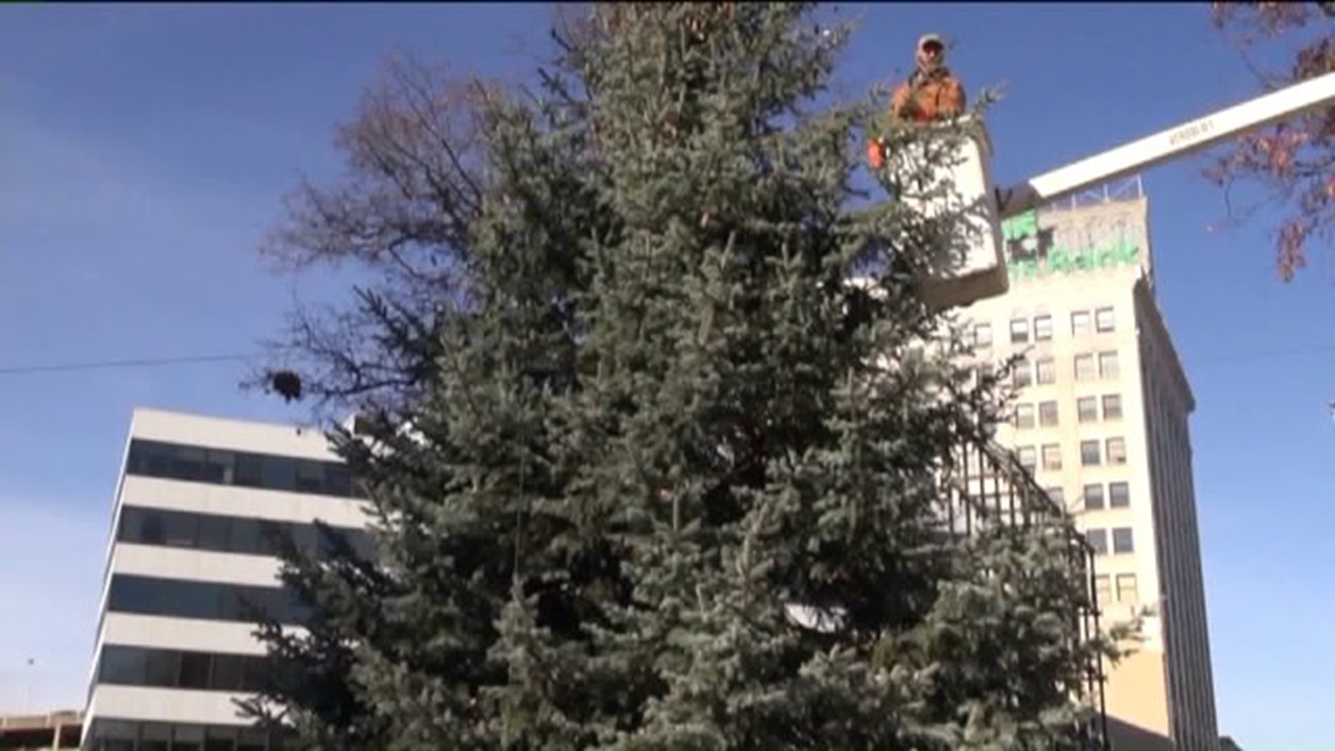 A Holiday Tree Homegrown in Wilkes-Barre | wnep.com