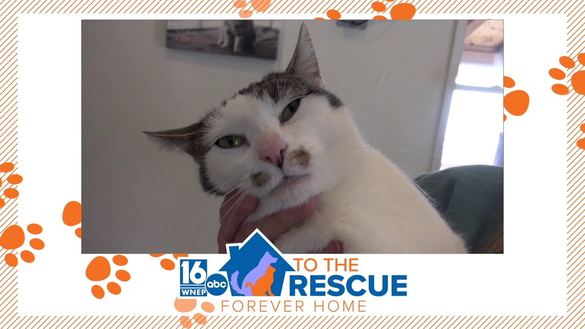 Chai: 16 To The Rescue | wnep.com