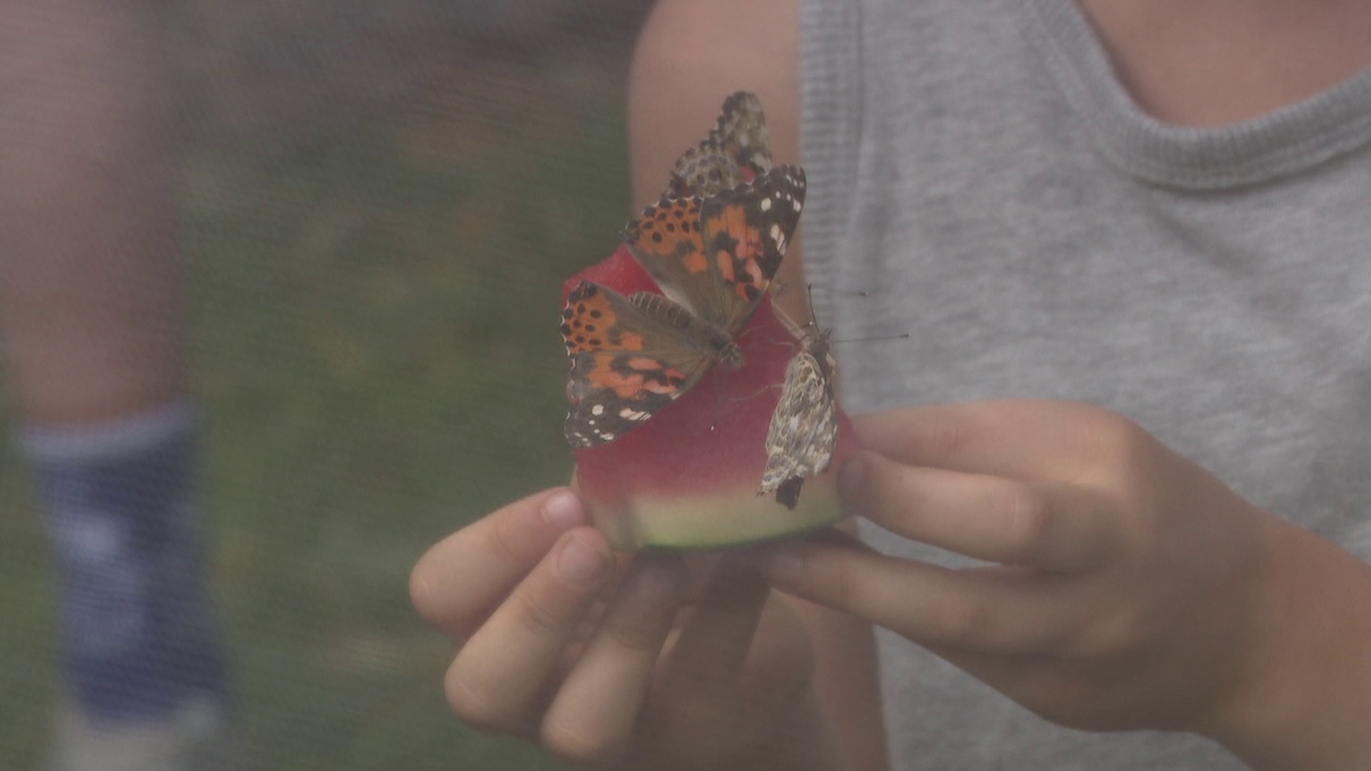 Bugs take center stage at Monroe County's Bug Fest | wnep.com