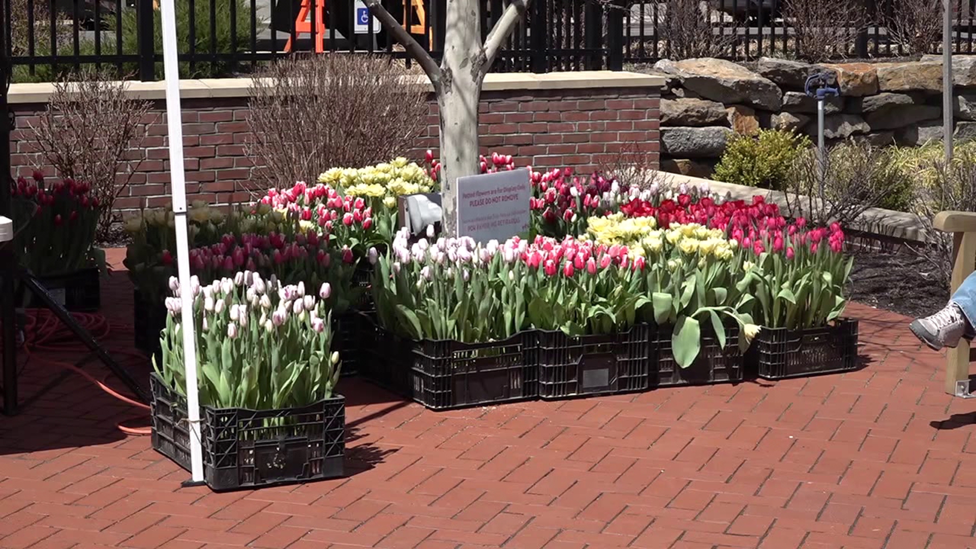 'Tulip Takeover' in Luzerne County offers free flowers and community ...