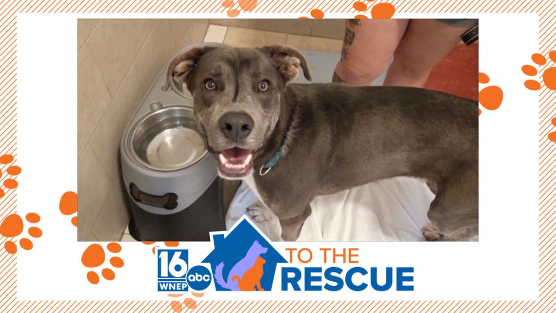 16 To The Rescue: Jasper at Blue Chip Animal Rescue | wnep.com