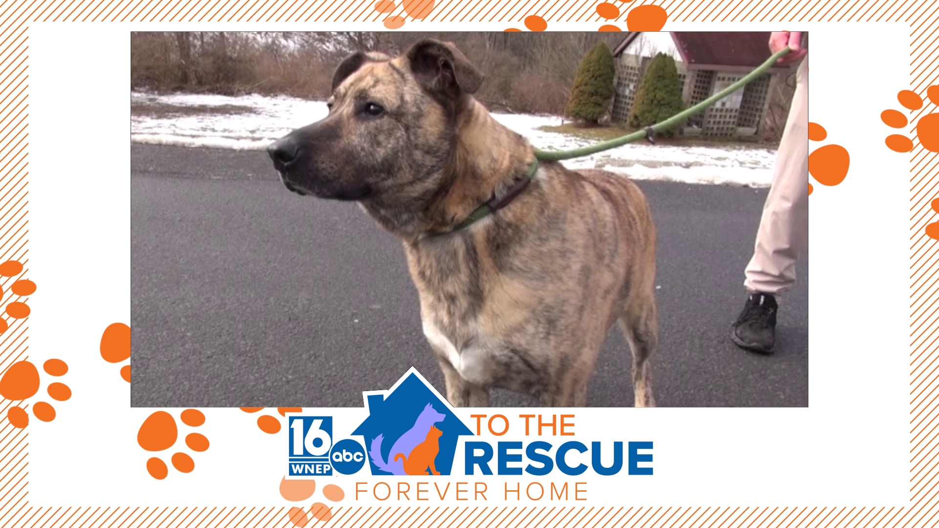 16 To The Rescue: Griffin Pond's Angus | wnep.com