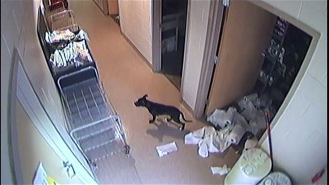 Watch: Puppy Escapes Cage, Goes on Hilarious Rampage at Animal Shelter ...