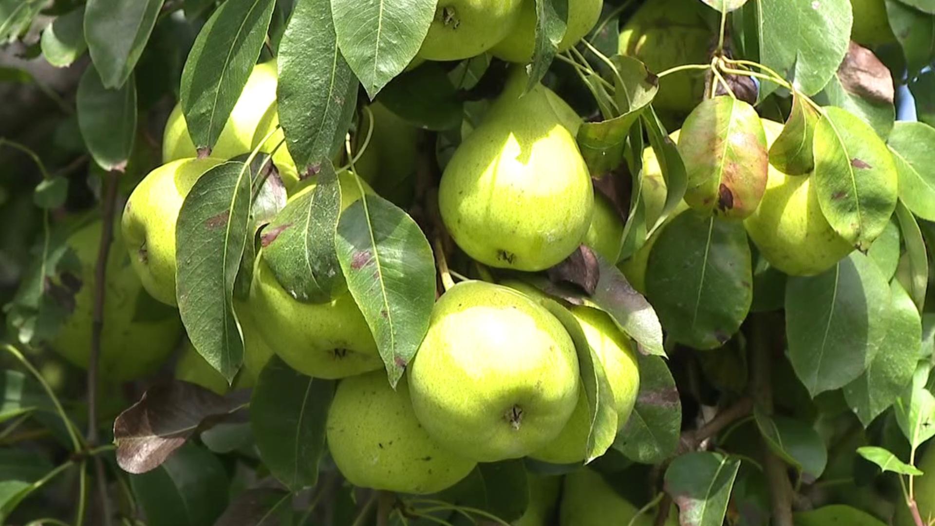 Pear season begins in Central Pennsylvania | wnep.com