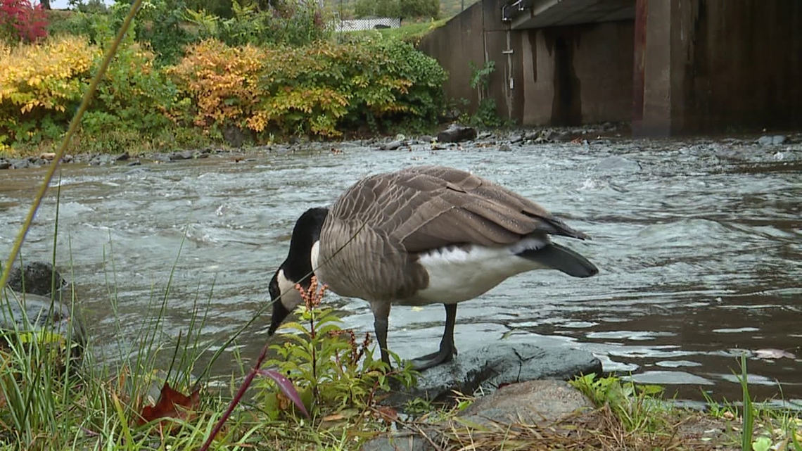 Gus the goose adopts Scranton neighborhood as his home | wnep.com