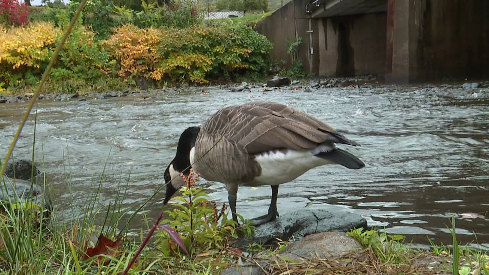 Gus' Gaggle: How a Scranton neighborhood became home to one friendly ...