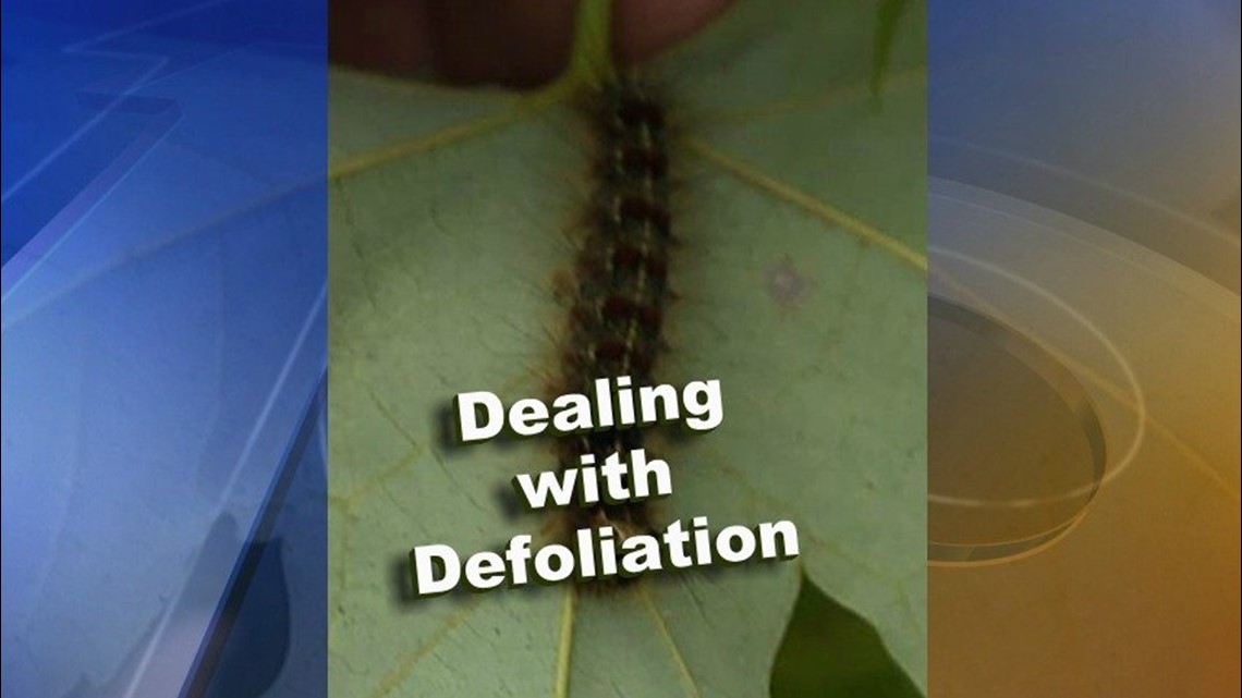 Dealing with Defoliation by Gypsy Moth Caterpillars | wnep.com