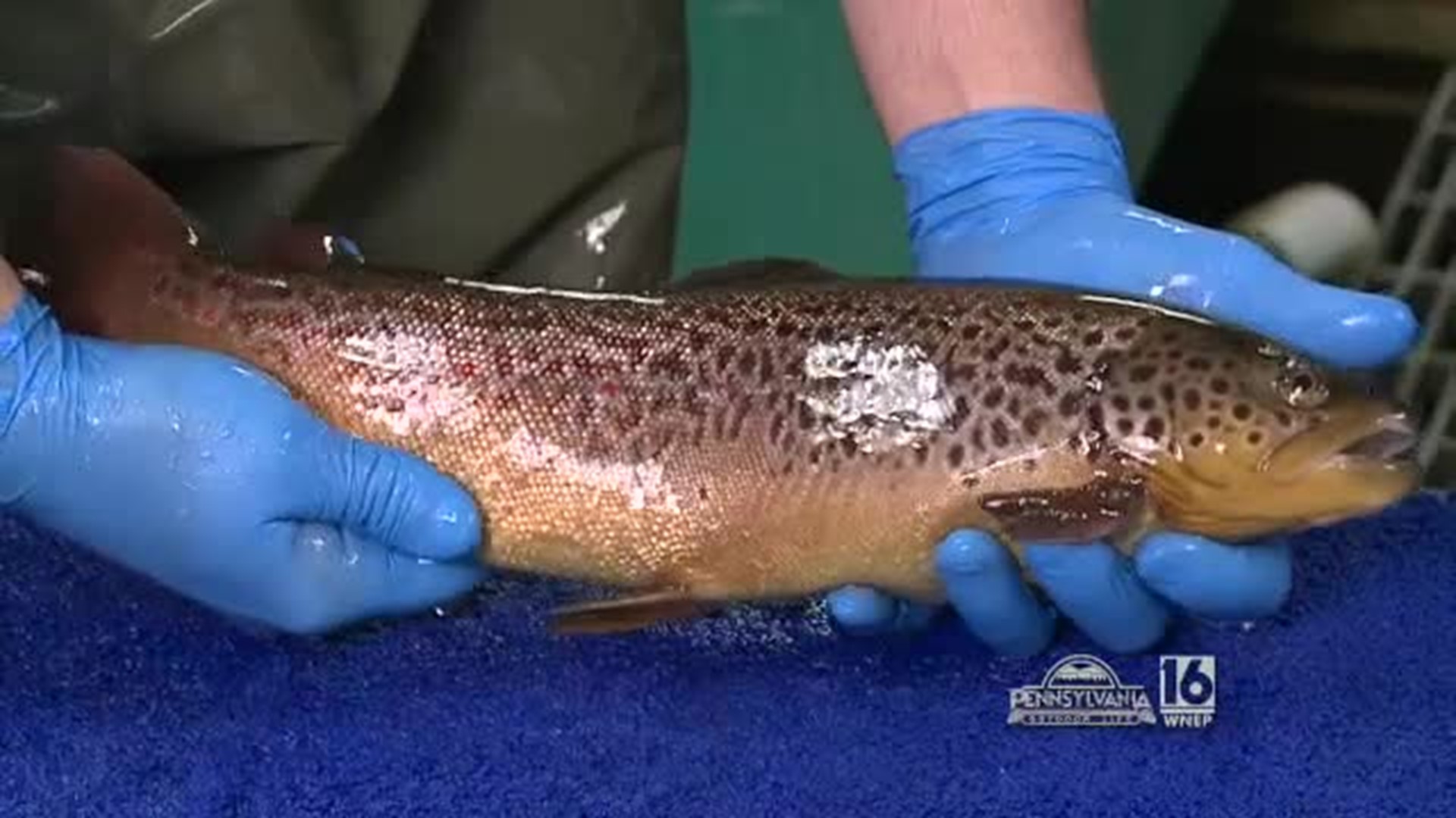 Benner Spring Trout Identification | wnep.com