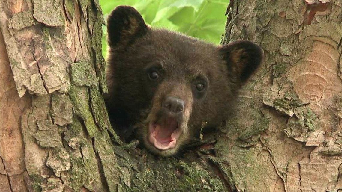 WATCH: Very Cute Bear Cub in a Tree | wnep.com