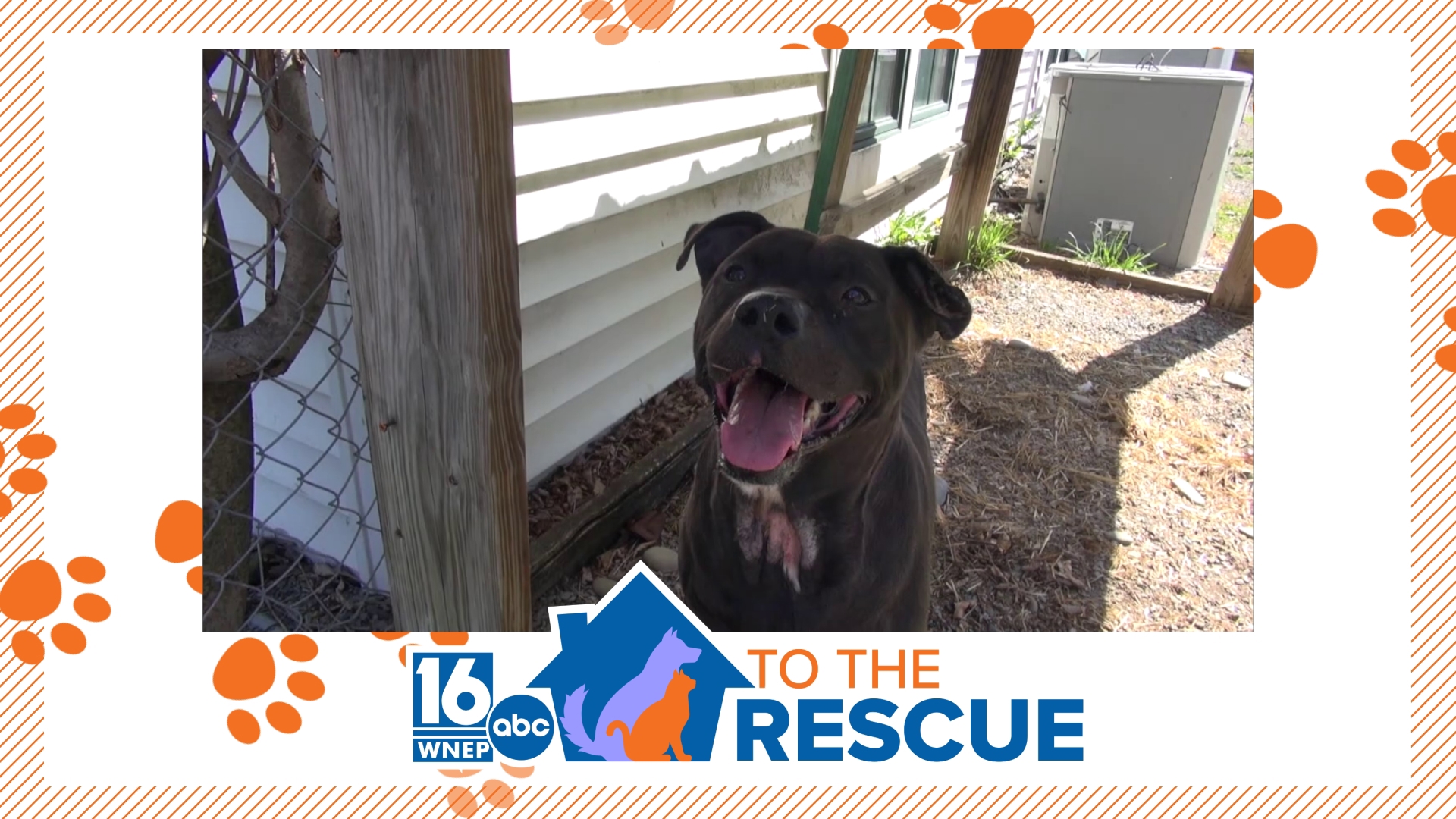 16 To The Rescue: Sebastian at True Friends | wnep.com