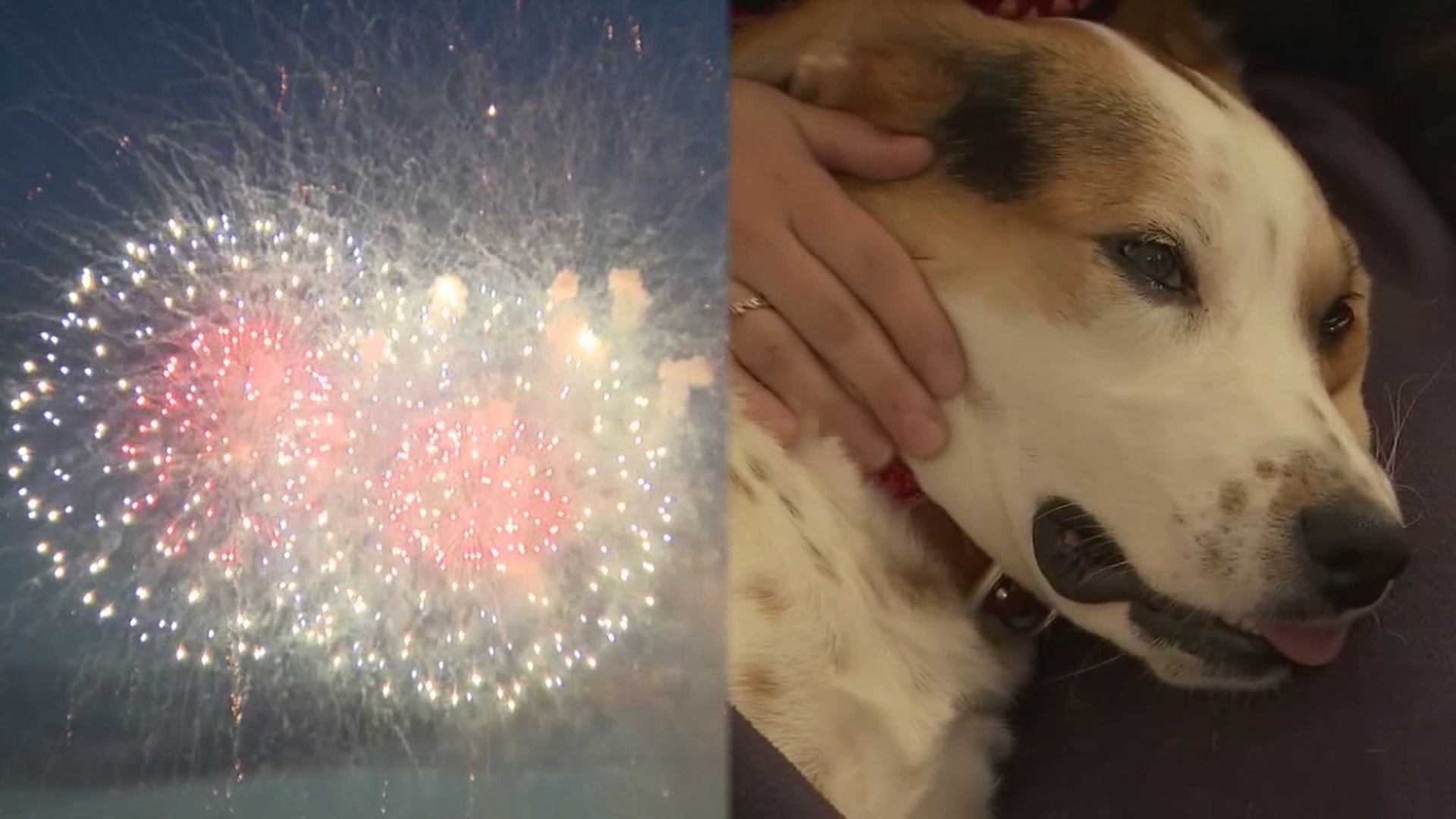 Wayne County animal shelter shares pet safety tips ahead of New Year's ...