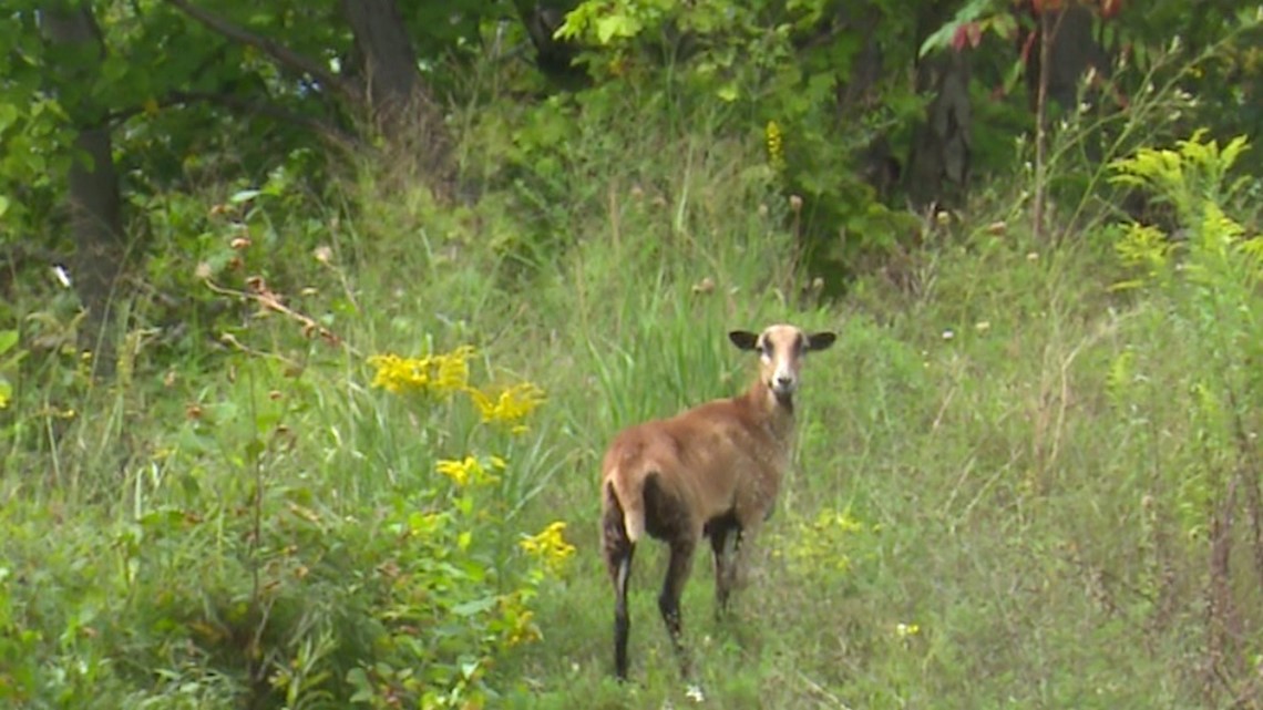 Wild Goat Chase in Mountain Top | wnep.com