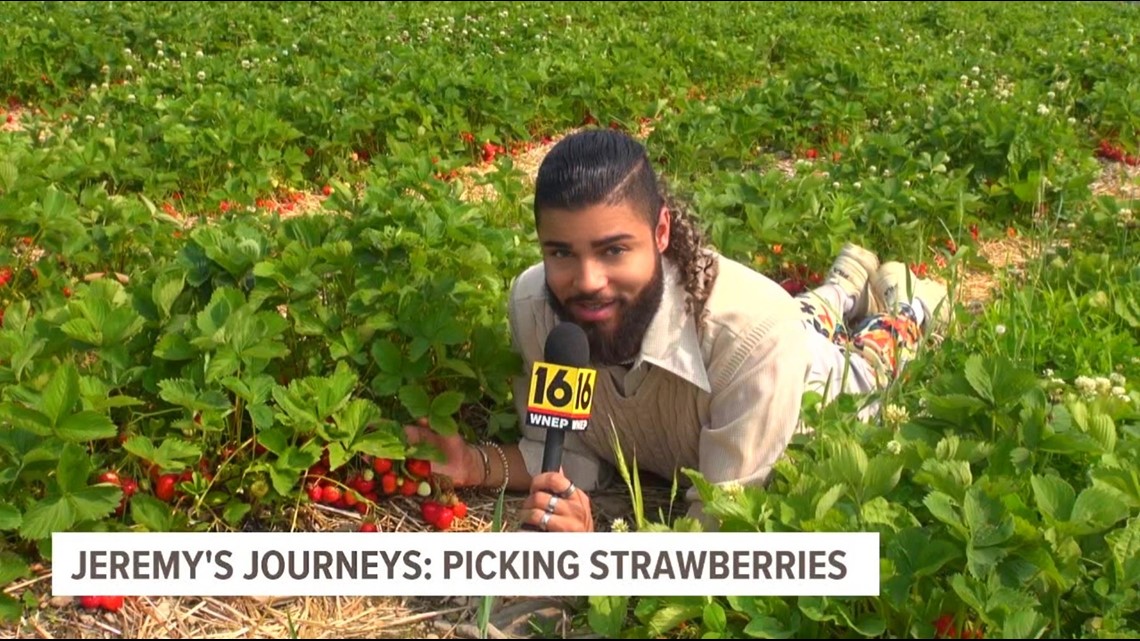 Strawberry picking at Pallman Farms with Jeremy Lewan | wnep.com