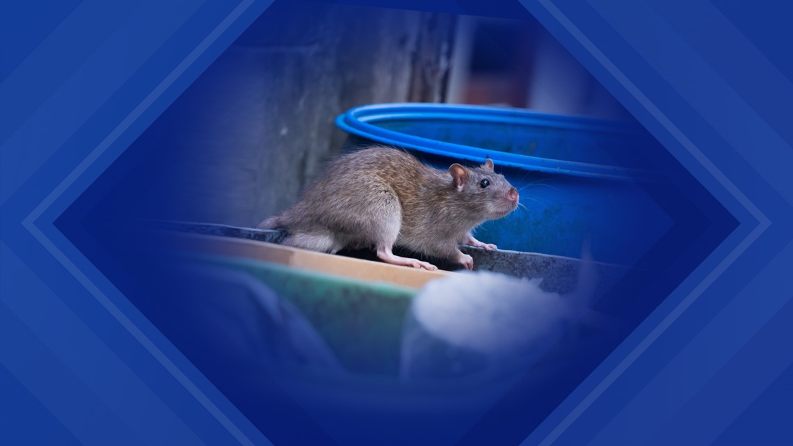 Rodent problem in Summit Hill | wnep.com