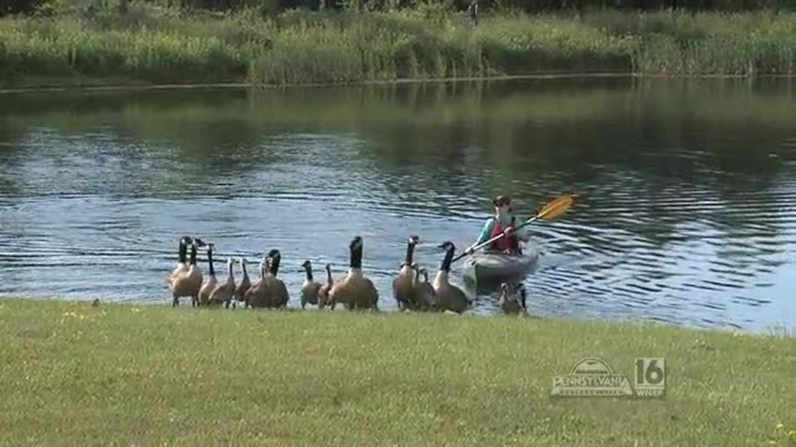 Goose Banding | wnep.com