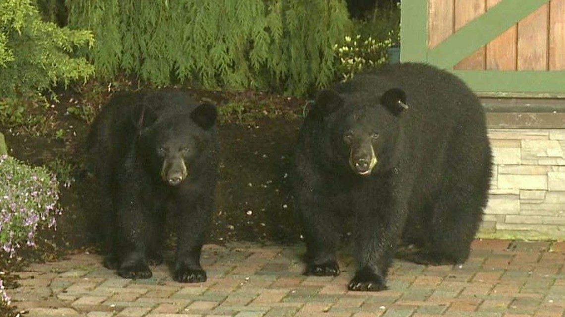 Backyard Bears: An Expert Opinion | wnep.com