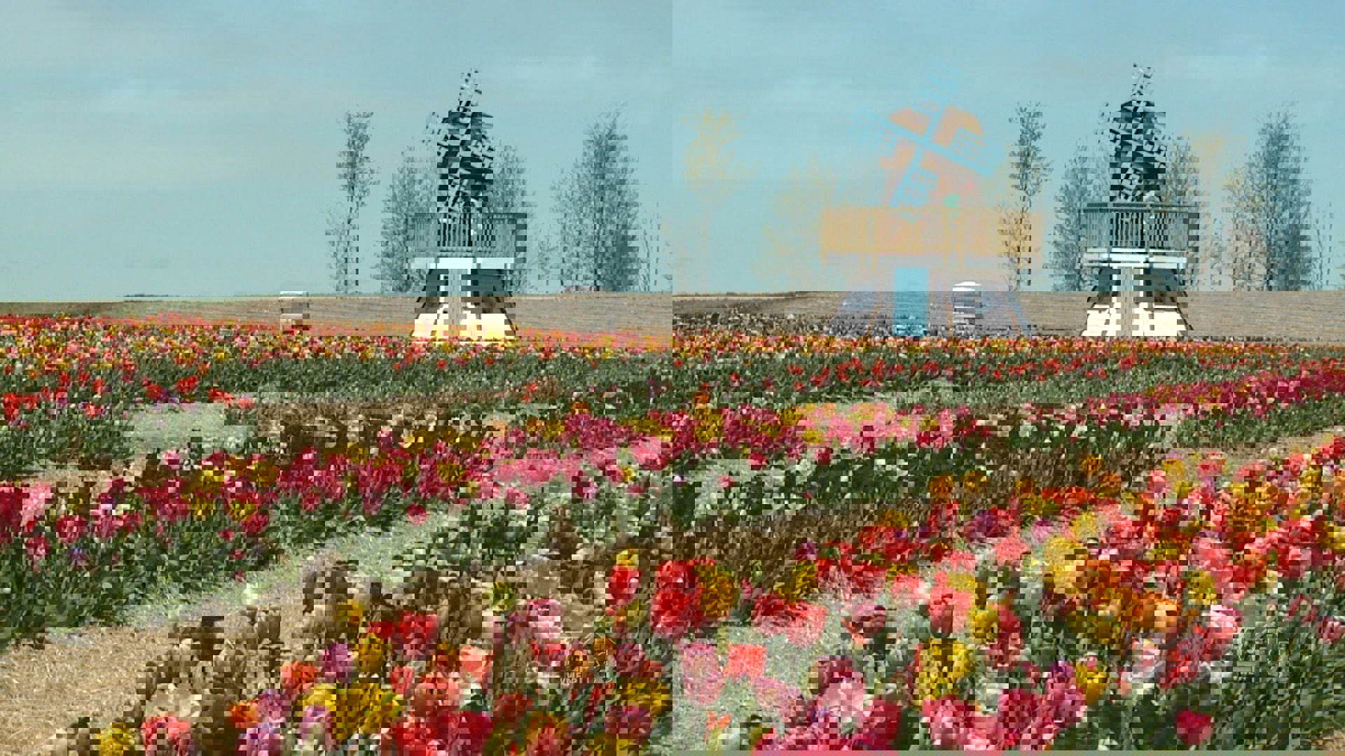 Make This Beautiful Tulip Arrangement for Mother's Day With Your Very ...