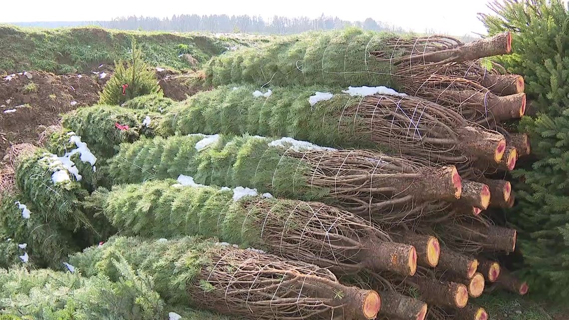 Union County Christmas tree auction | wnep.com